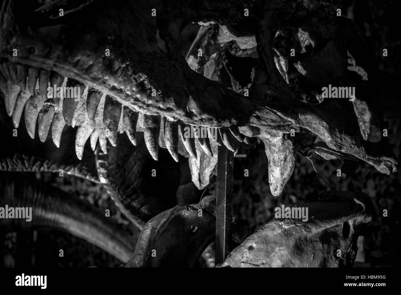 Tyrannosaurus rex dinosaur tusks, long, sharp teeth Stock Photo - Alamy