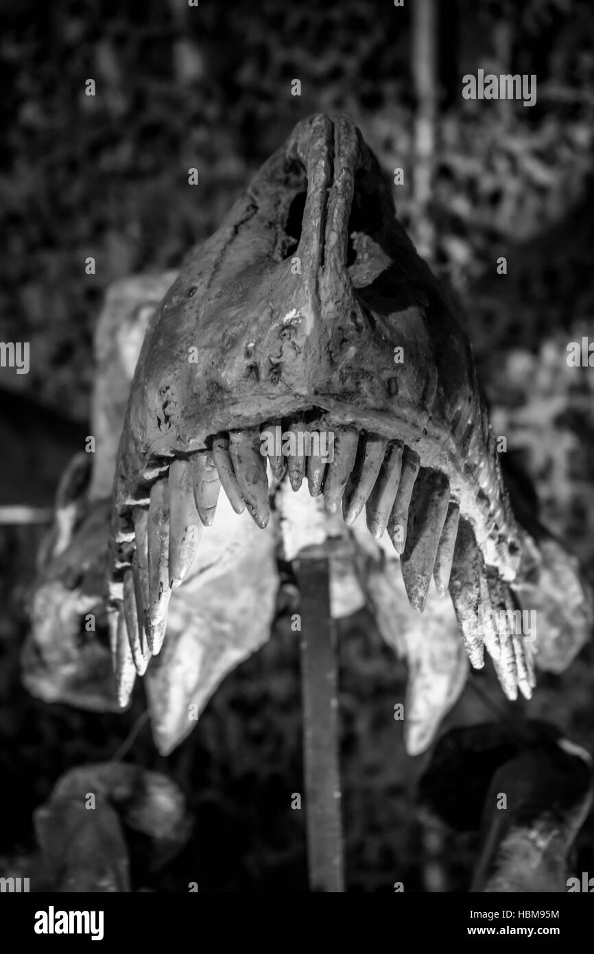 Tyrannosaurus rex dinosaur tusks, long, sharp teeth Stock Photo - Alamy
