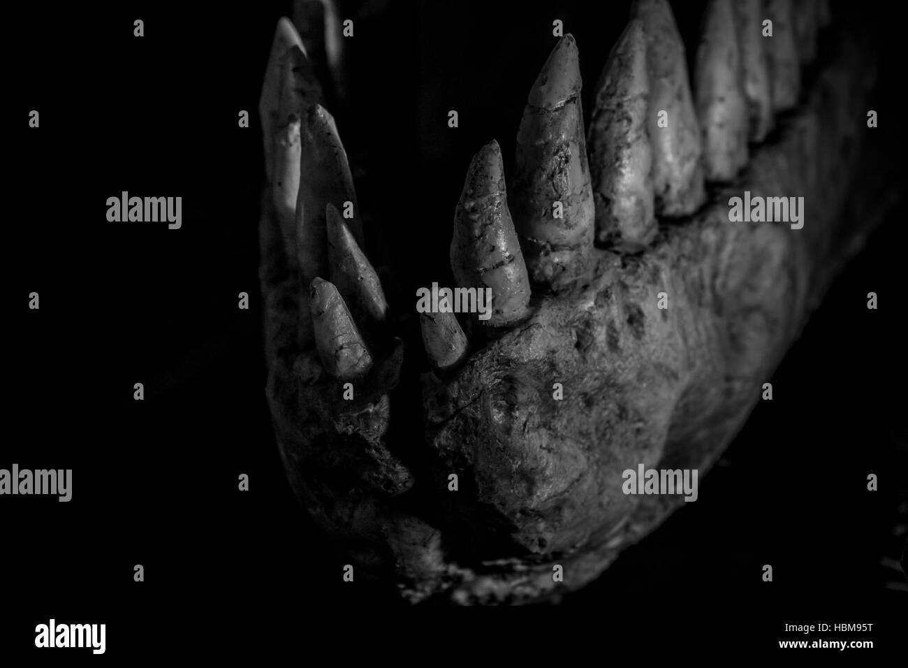 Tyrannosaurus rex dinosaur tusks, long, sharp teeth Stock Photo - Alamy