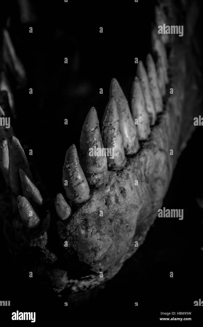 Tyrannosaurus rex dinosaur tusks, long, sharp teeth Stock Photo - Alamy