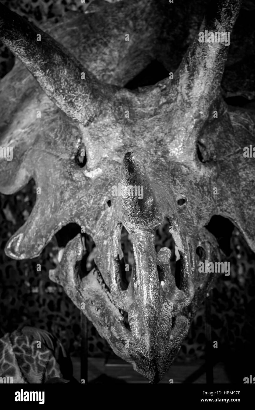 Tyrannosaurus rex dinosaur tusks, long, sharp teeth Stock Photo - Alamy