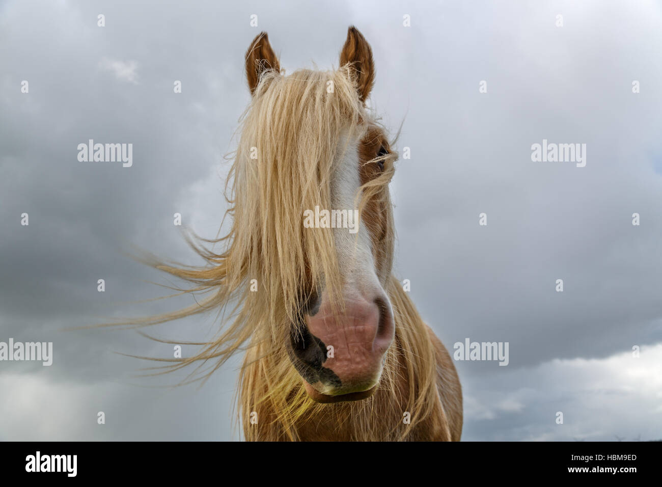 Irish Cob Mix Portrait Stock Photo - Alamy