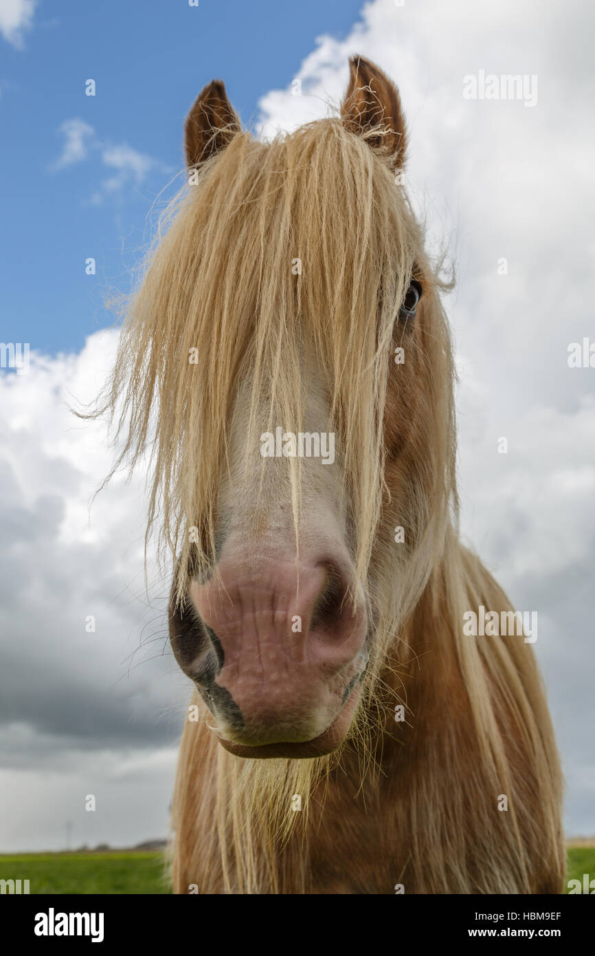 Irish Cob Mix Portrait Stock Photo - Alamy