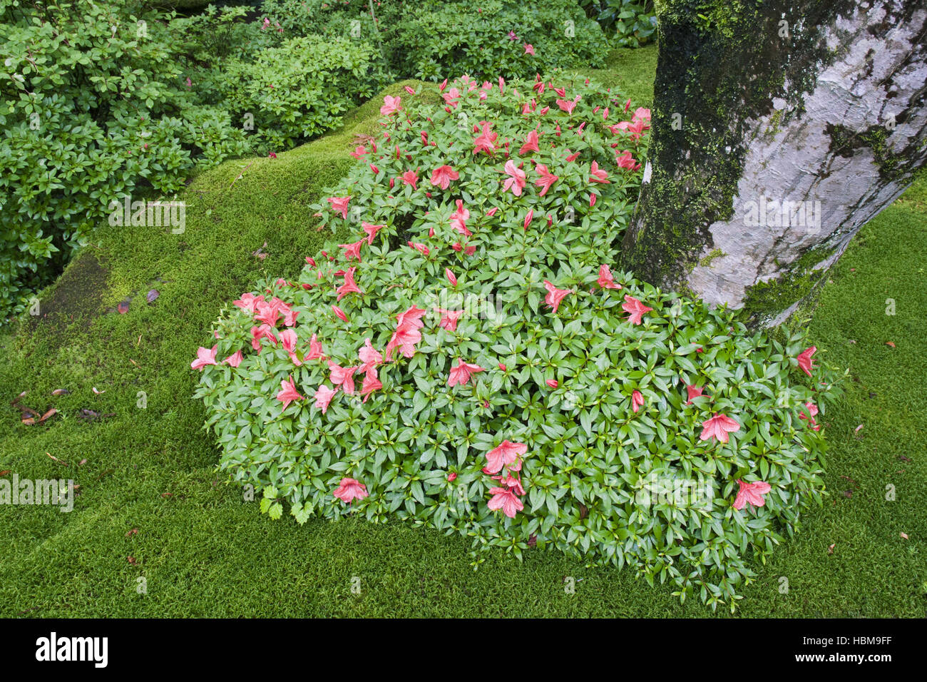 Azalea bush hi-res stock photography and images - Alamy