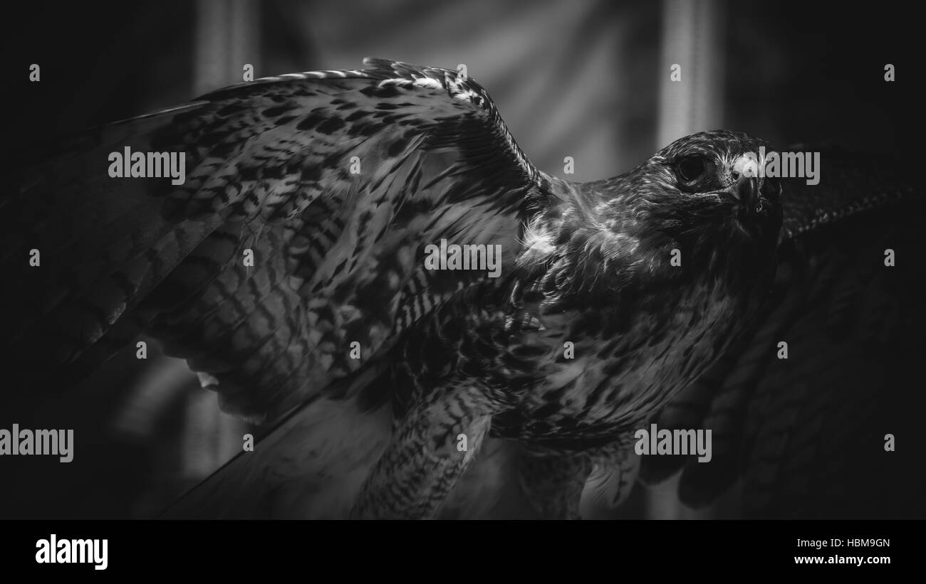 Black Hawk Bird Wallpaper