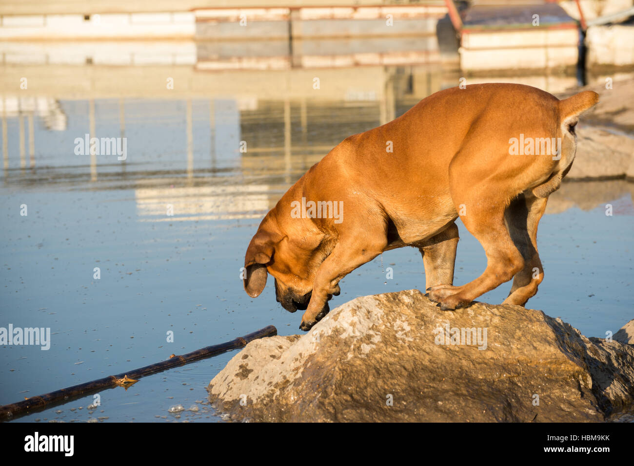 Dog with big stick hi-res stock photography and images - Alamy