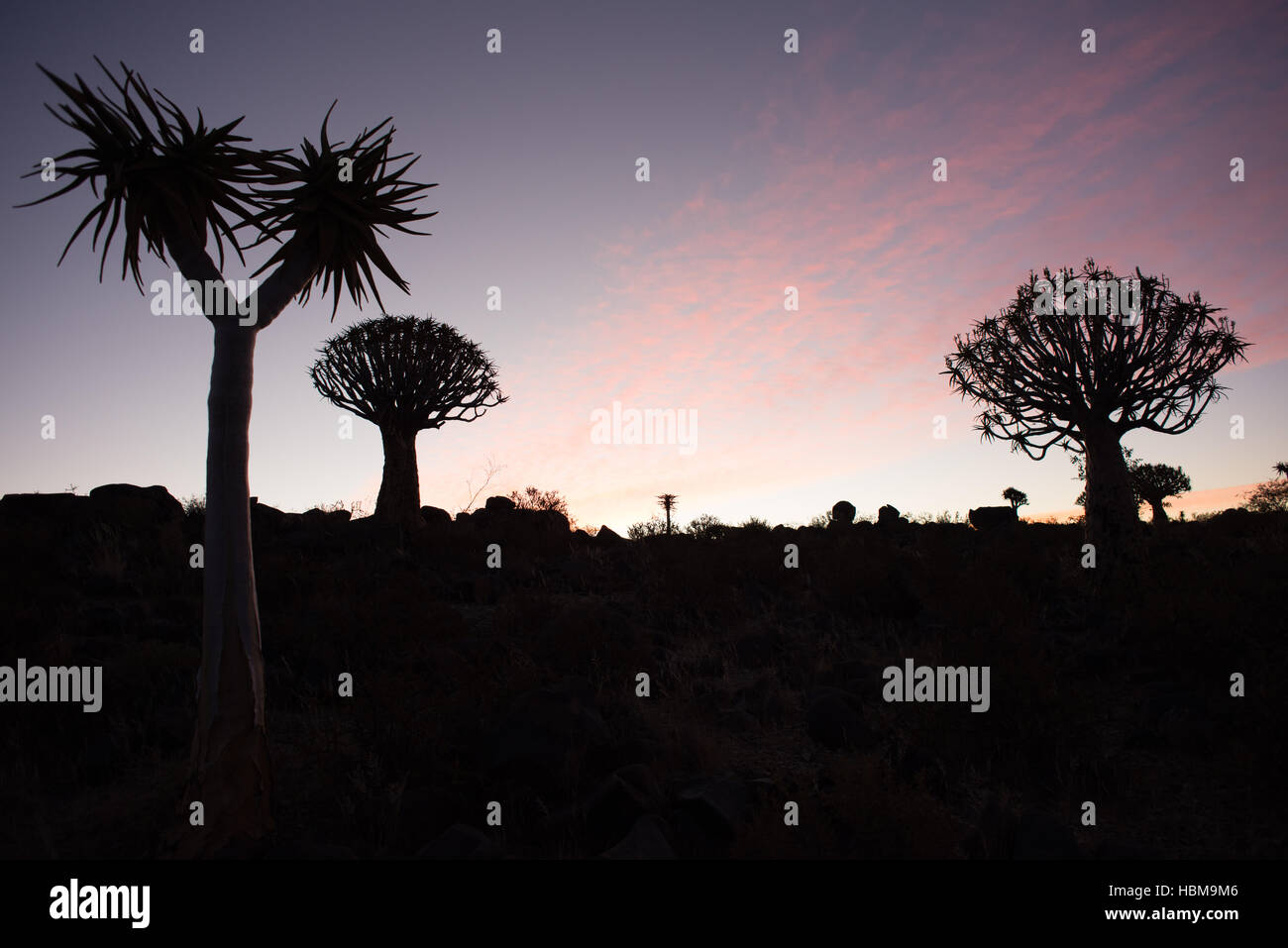Quiver tree silhouette hi-res stock photography and images - Alamy