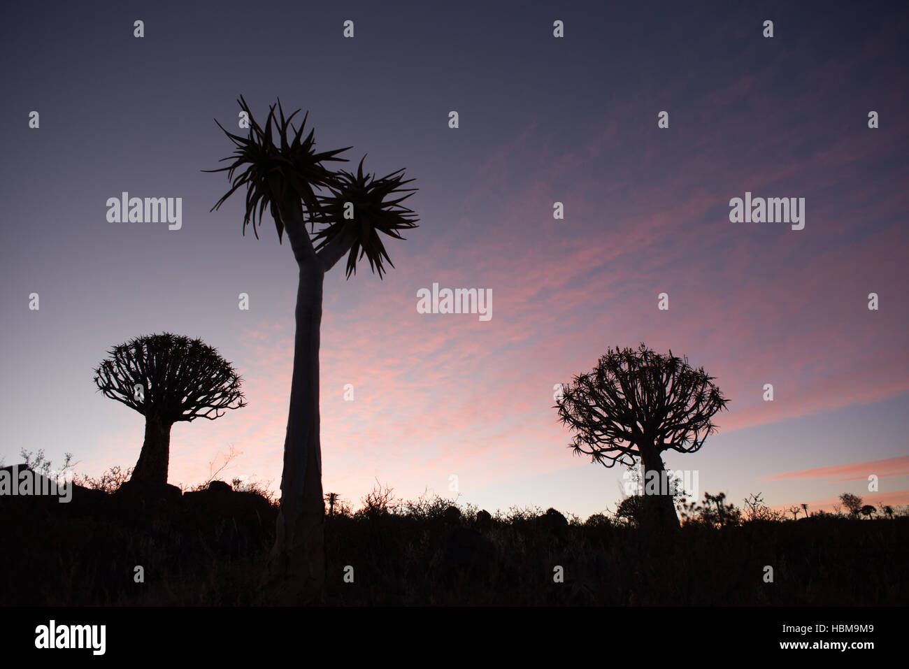 Quiver Trees with Sunset Stock Photo - Alamy