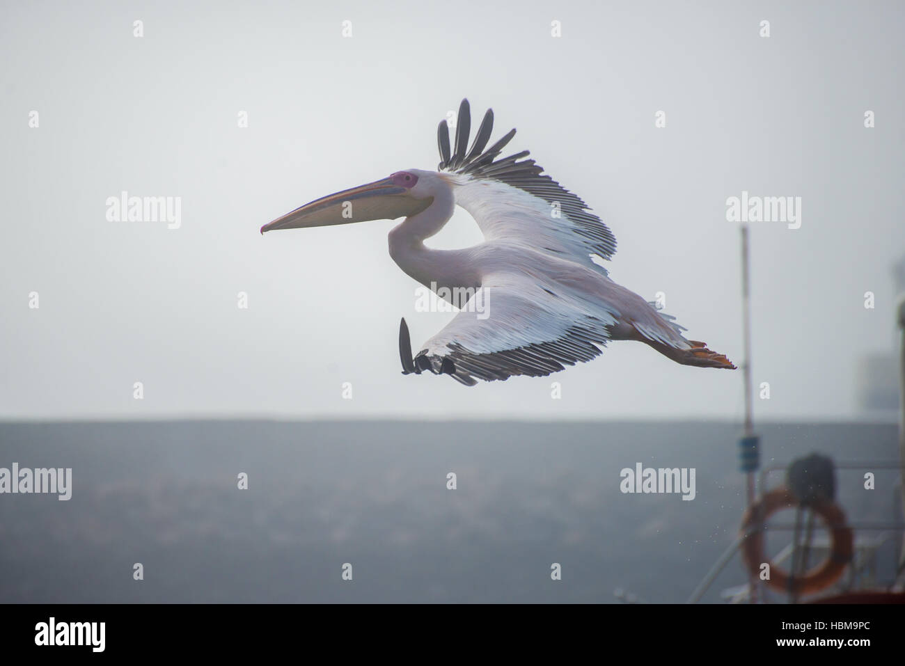 Pelican in Flight Stock Photo - Alamy