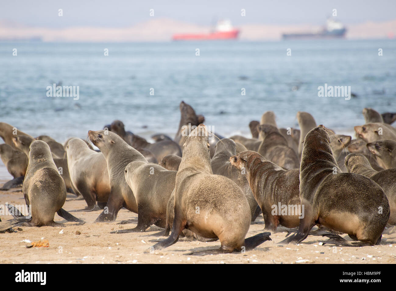 Cape Fur Seals Running towards Water Stock Photo - Alamy