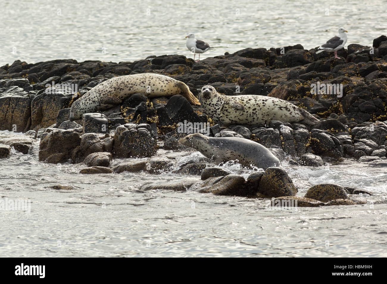 Pusa is a genus of earless seals Stock Photo - Alamy