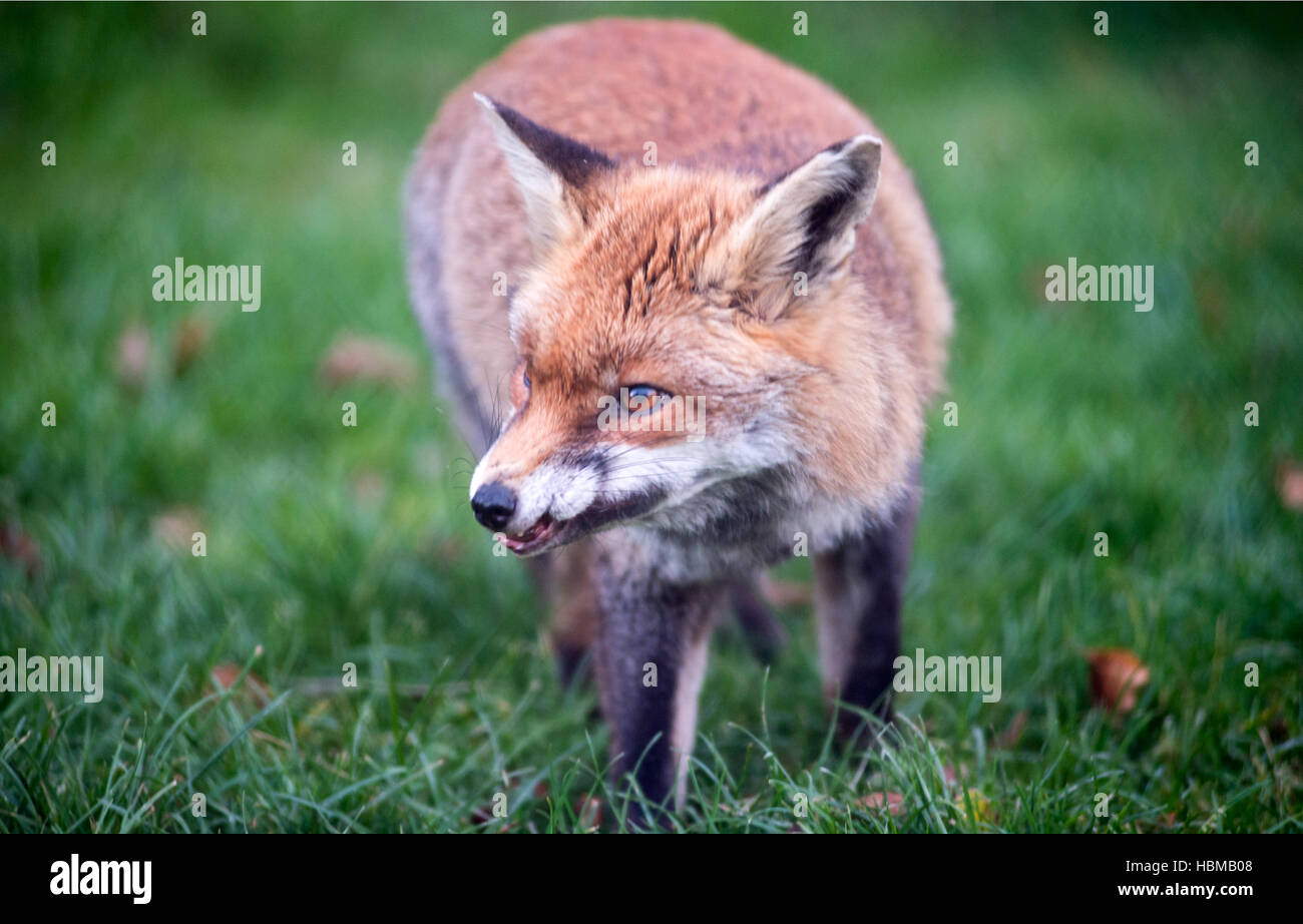 Red fox (Vulpes vulpes) closeup in countryside Stock Photo - Alamy