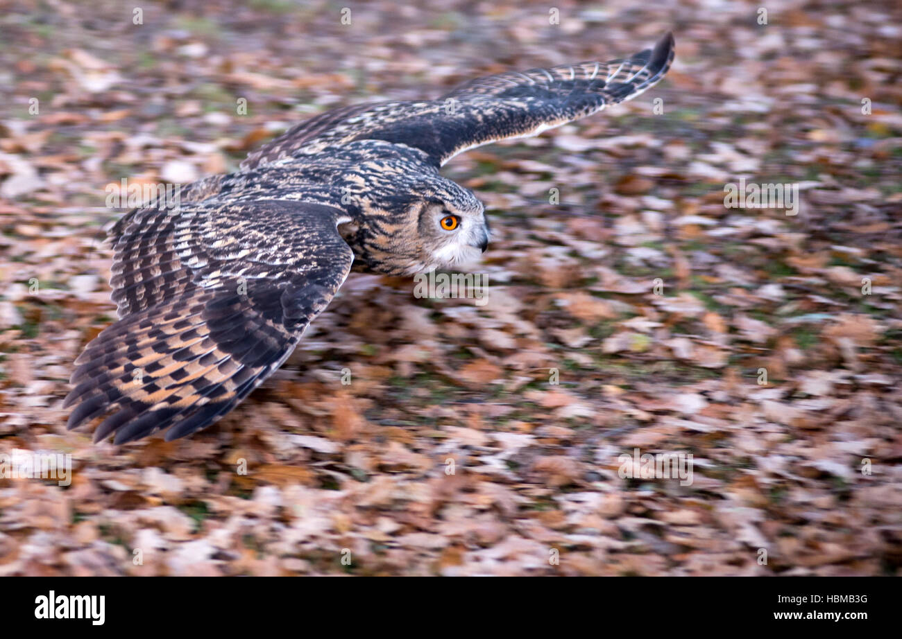 Eagle owl hunting flight Stock Photo - Alamy