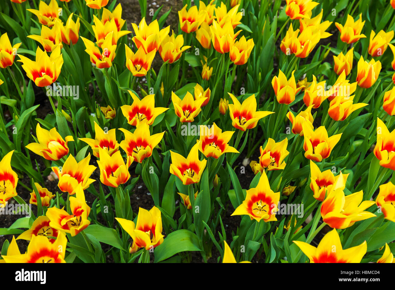 Flowers - nature floral background Stock Photo - Alamy