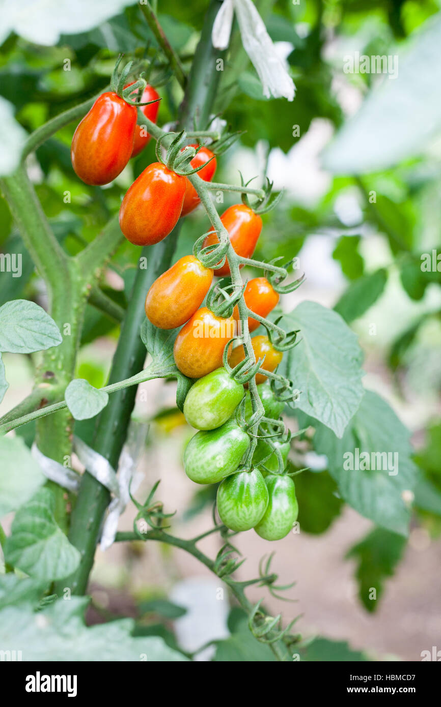 Growing bell shaped cherry tomatoes as the color changing from green to ...