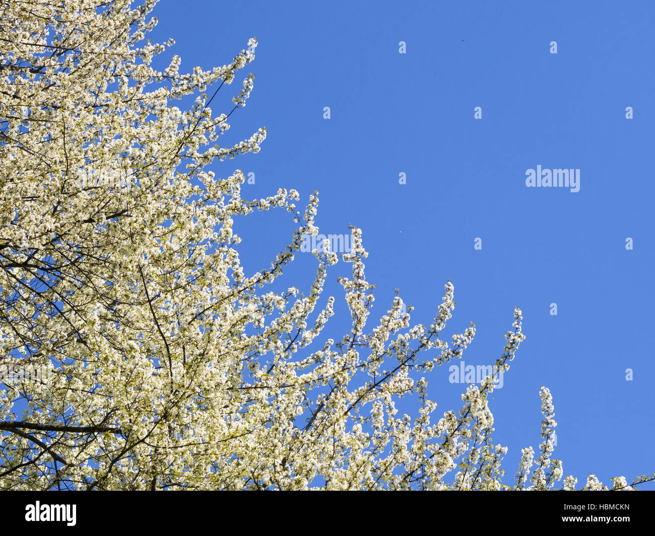 blossom cherry spring tree Stock Photo - Alamy