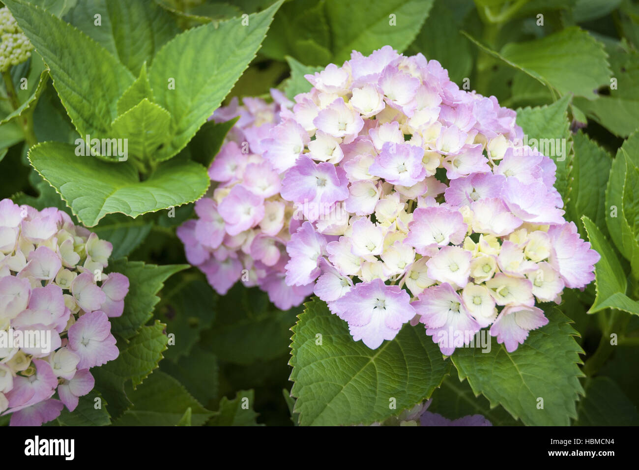 Japanese hydrangeas hi-res stock photography and images - Alamy