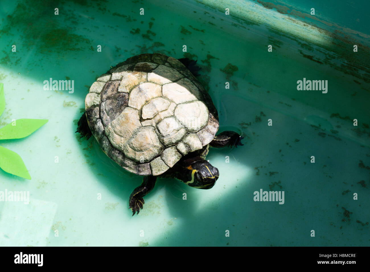 Small marine turtle Stock Photo - Alamy