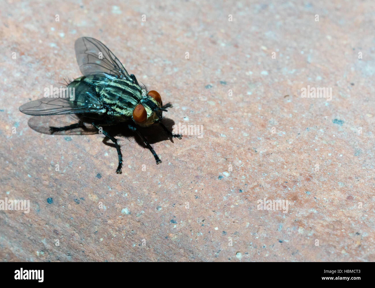 fly, close up Stock Photo - Alamy