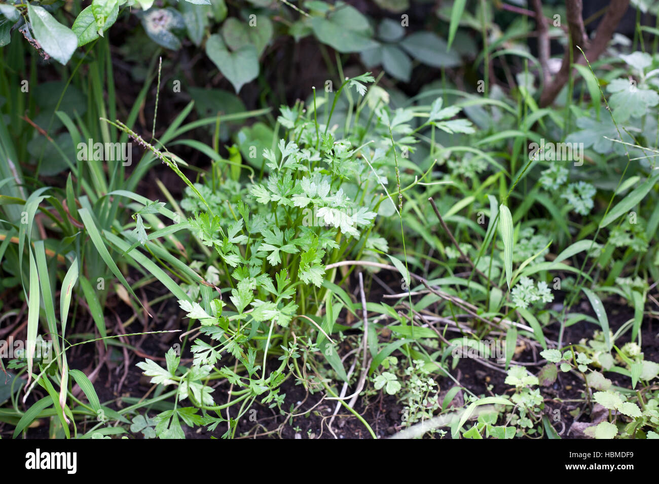 Wild Italian parsley on farm Stock Photo - Alamy