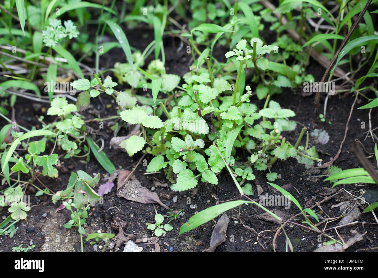 Wild lemon balm on farm Stock Photo - Alamy