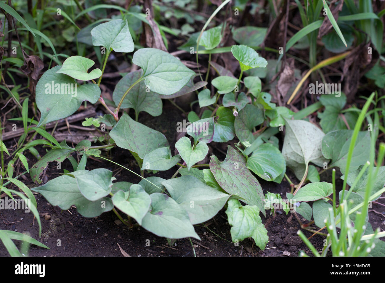 Wild Asian herb called Houttuynia cordata also known as Dokudami in ...