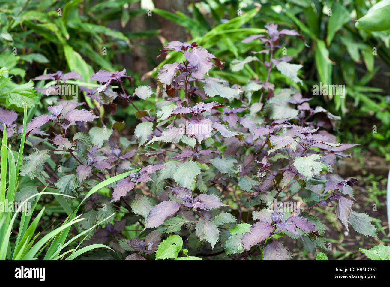 Wild Asian herb called Perilla frutescens also knonw as Shiso in ...