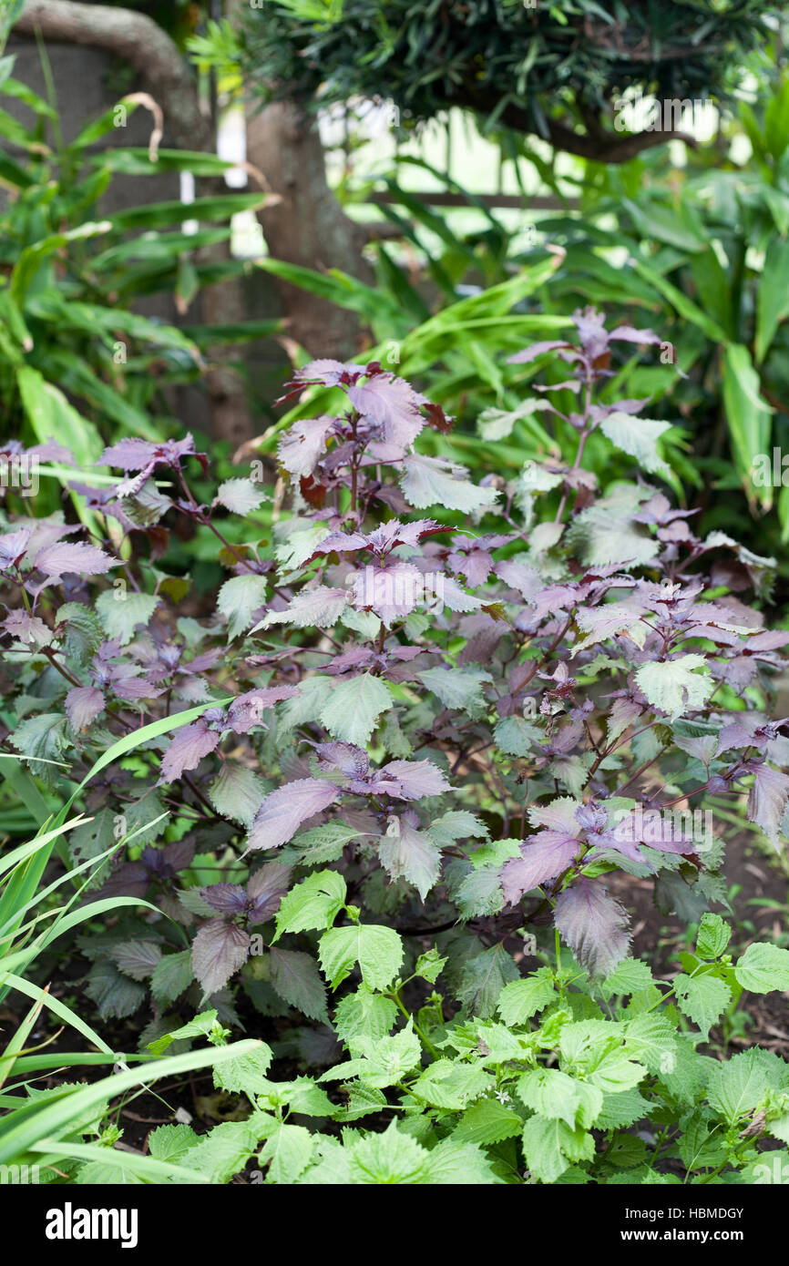 Wild Asian herb called Perilla frutescens also knonw as Shiso in ...