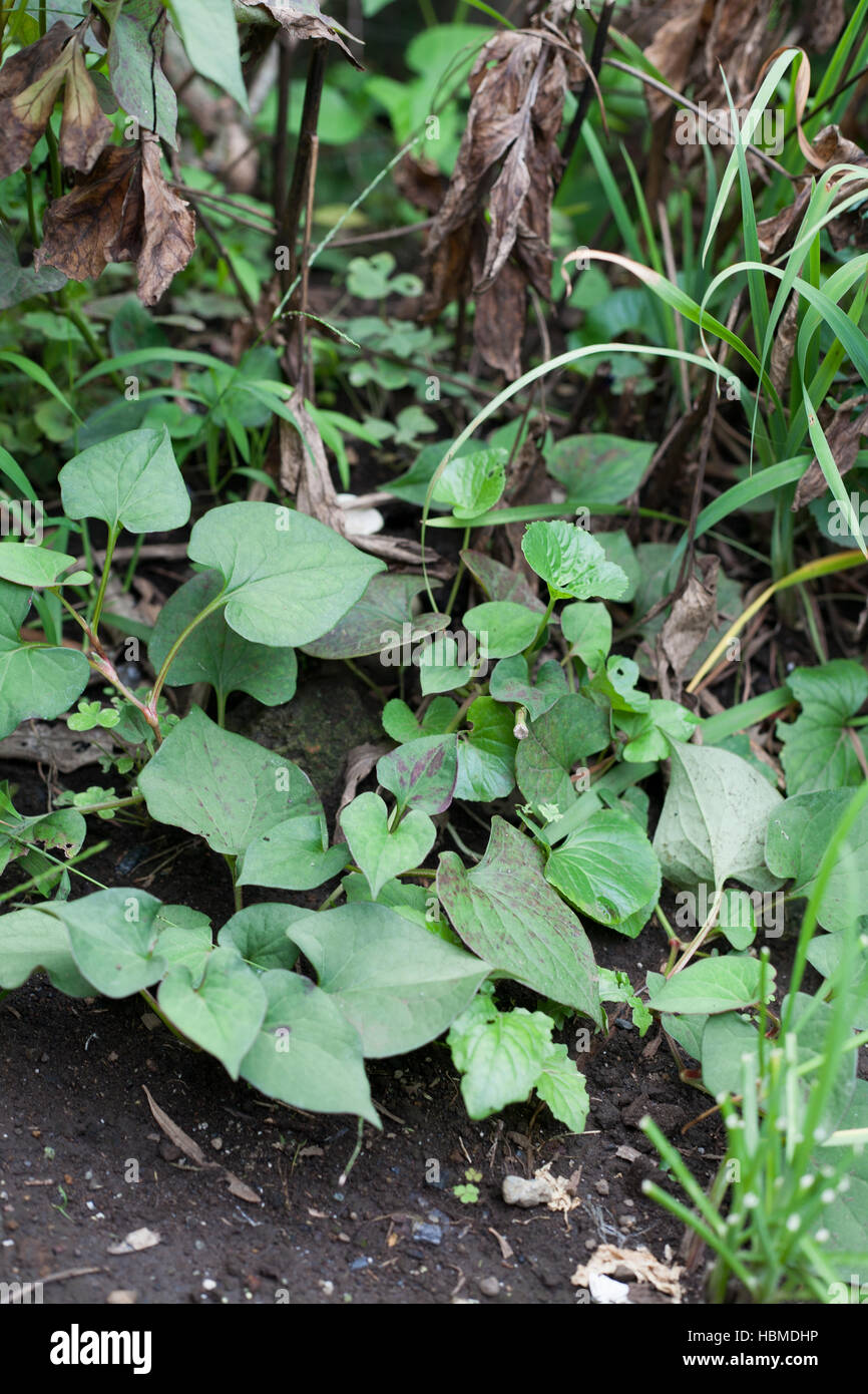 Wild Asian herb called Houttuynia cordata also known as Dokudami in ...