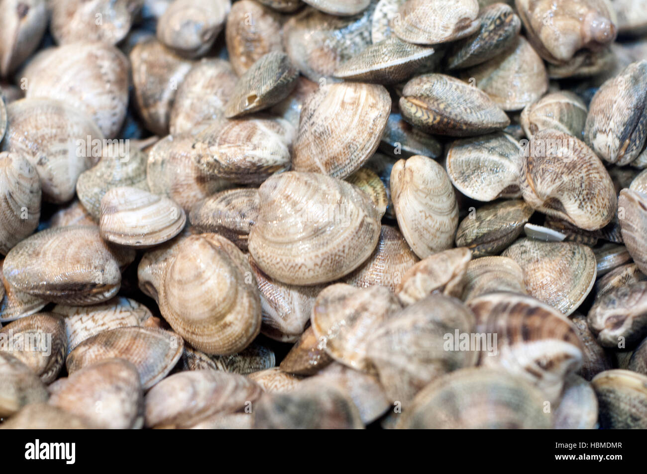 Clams on display Stock Photo - Alamy