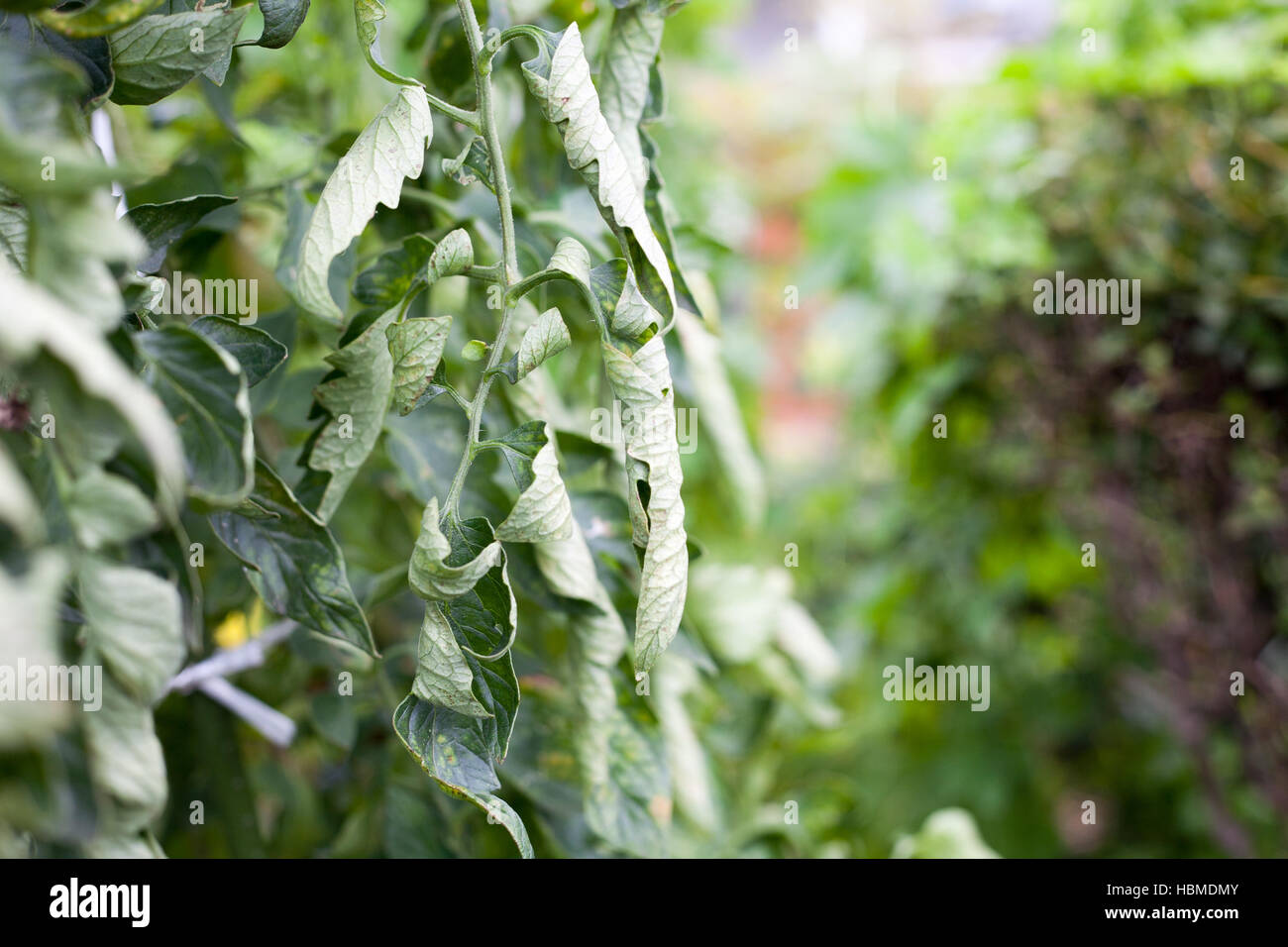 Tomato on leaves hi-res stock photography and images - Alamy