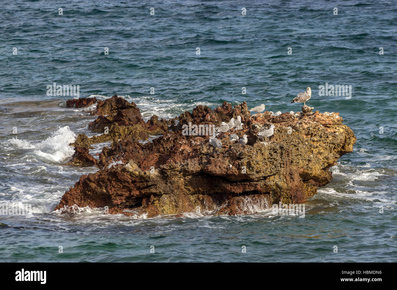 seagulls on rocks Stock Photo - Alamy
