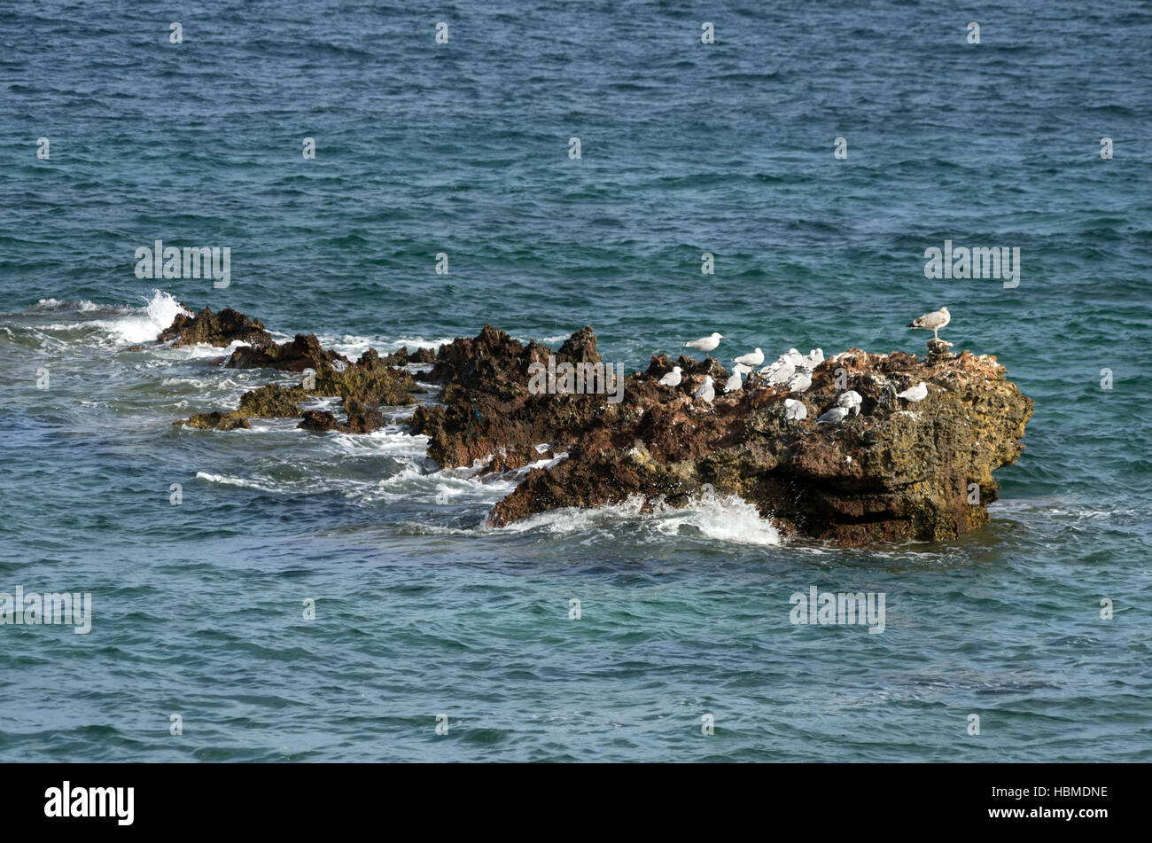 seagulls on rocks Stock Photo - Alamy