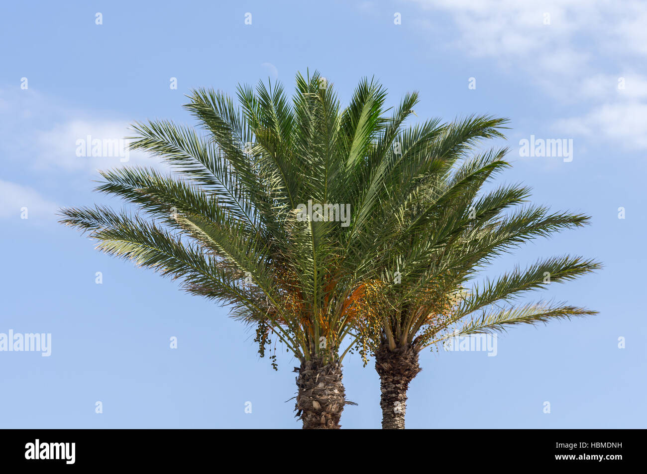 Palmenarten hi-res stock photography and images - Alamy