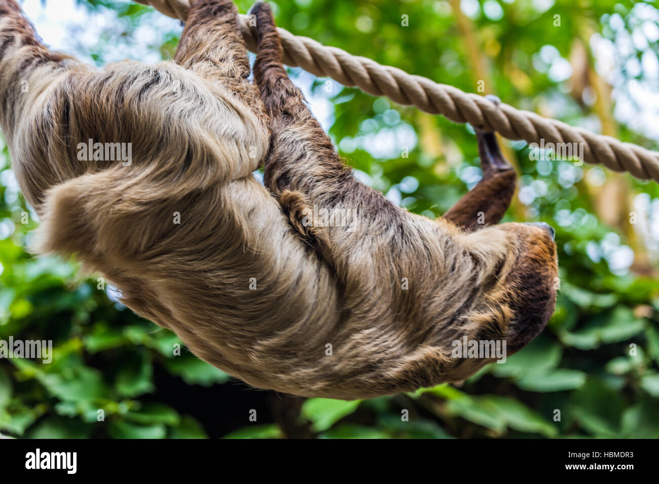 Animal beast hi-res stock photography and images - Alamy