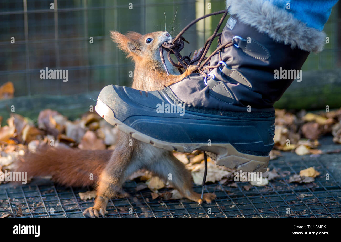 Animals With Decreasing Population High Resolution Stock Photography ...