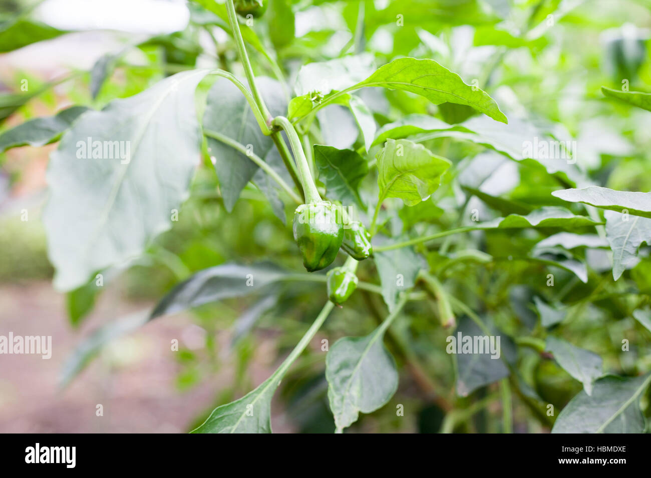 Green bell pepper growing on hi-res stock photography and images - Alamy