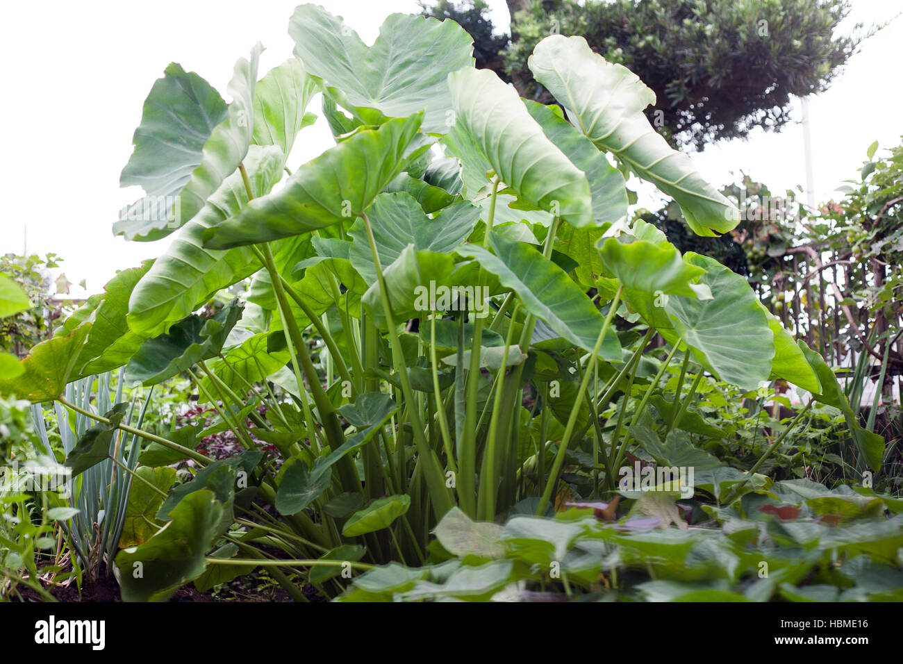 Asian potato called a taro grown on the farm Stock Photo - Alamy
