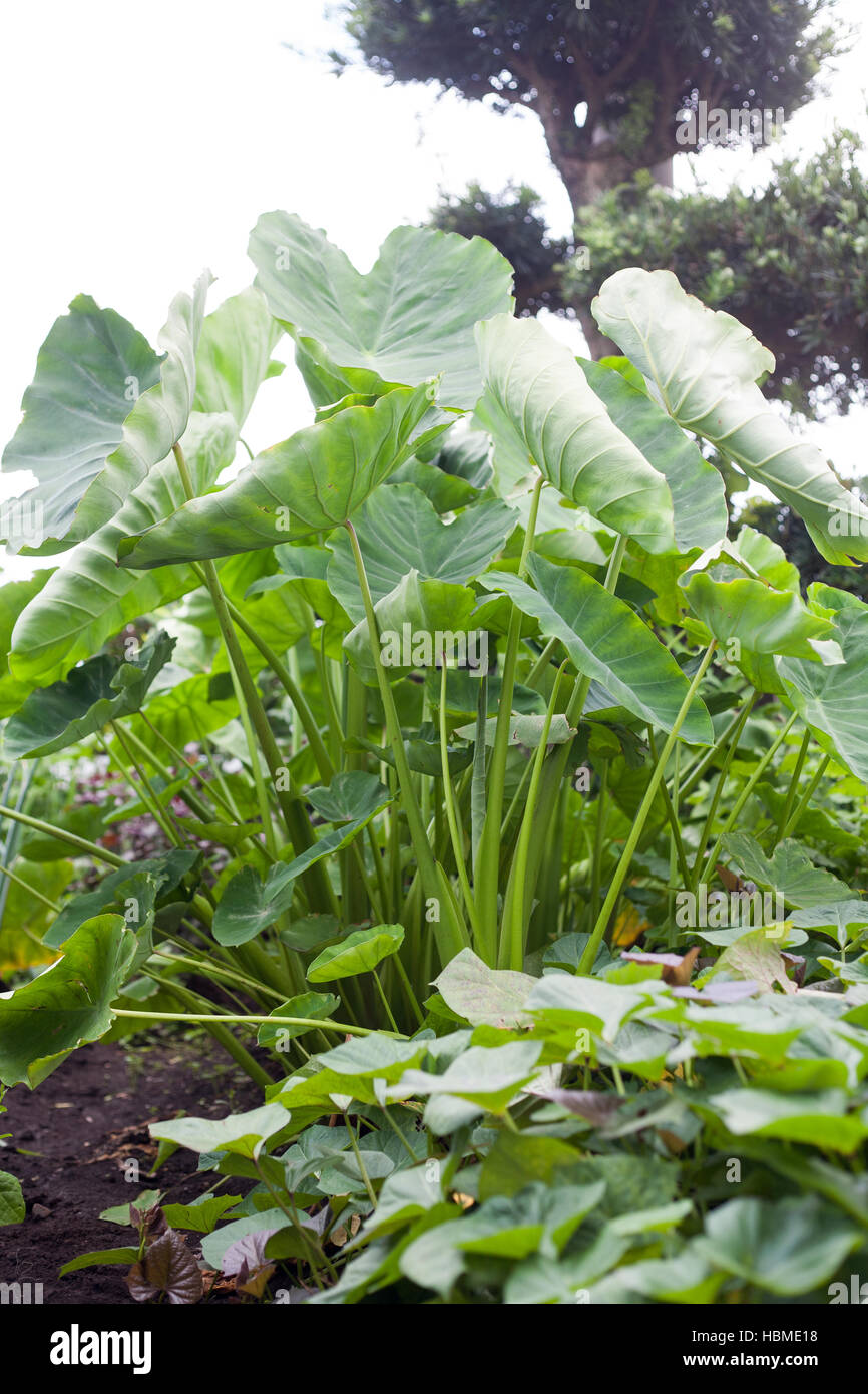 Asian potato called a taro grown on the farm Stock Photo - Alamy