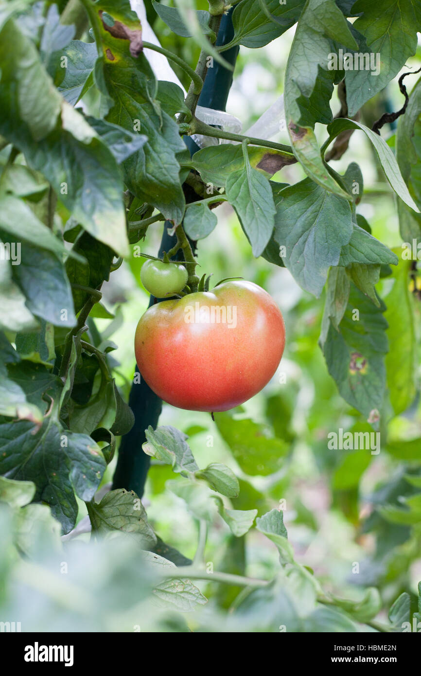 Farm fresh tomato hi-res stock photography and images - Alamy