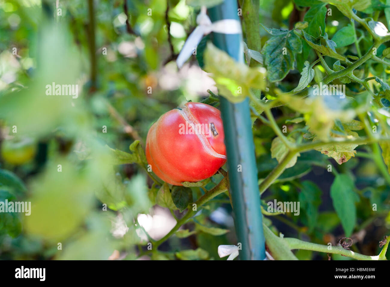 Agricultural failure, cracking on the growing tomato on farm Stock ...