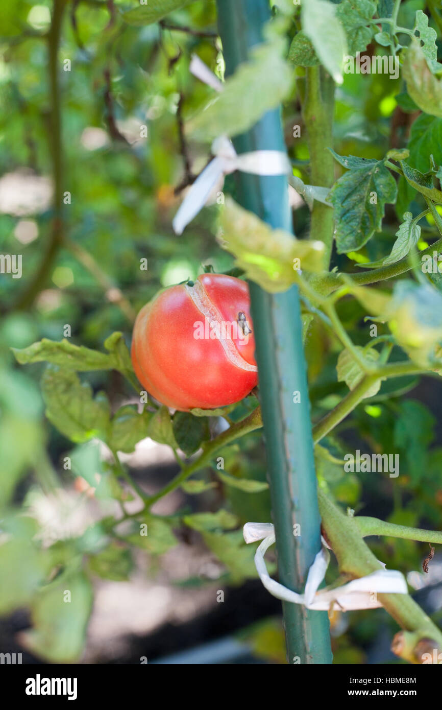 Agricultural failure, cracking on the growing tomato on farm Stock ...
