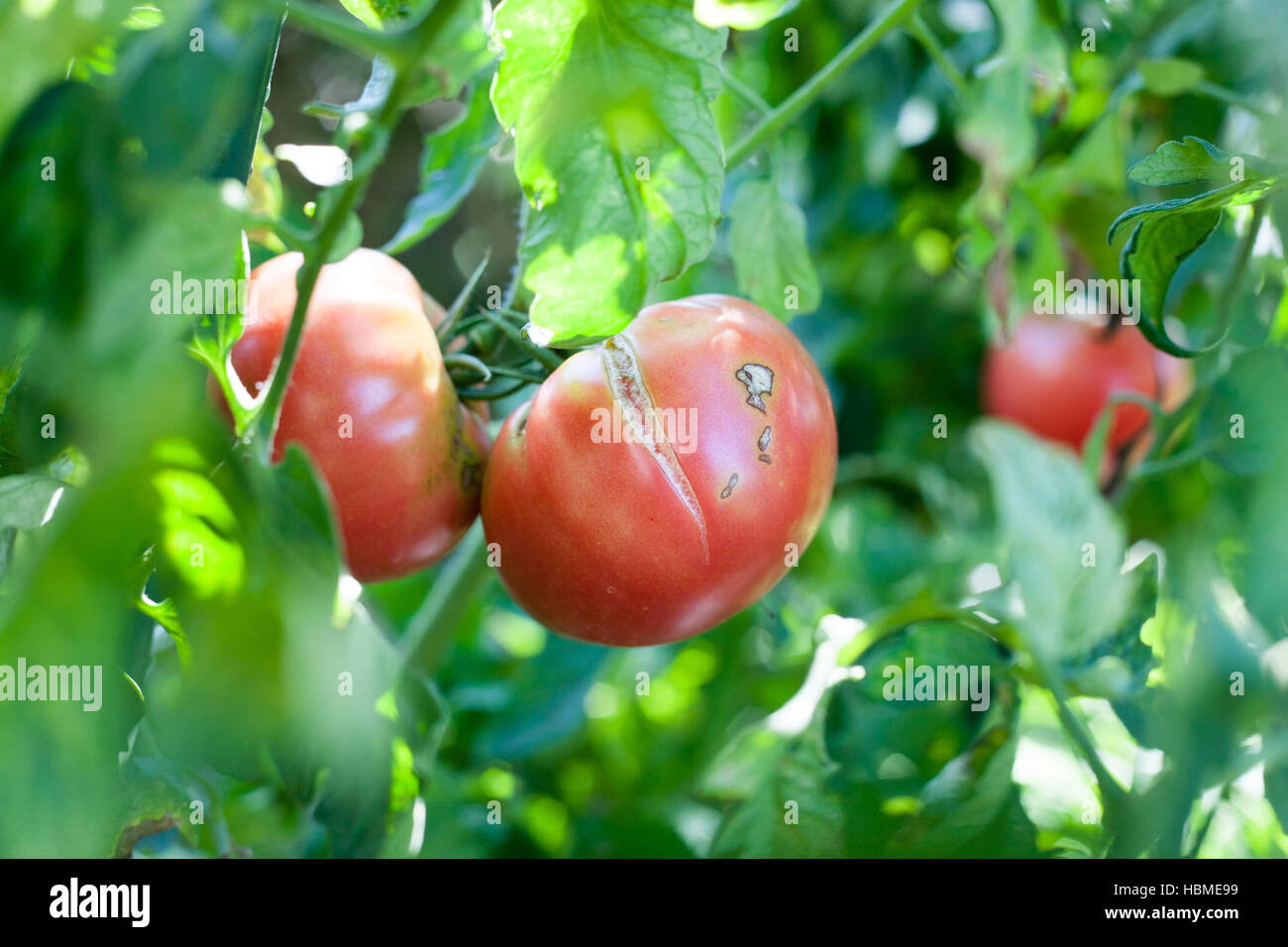 Agricultural failure, cracking on the growing tomato on farm Stock ...
