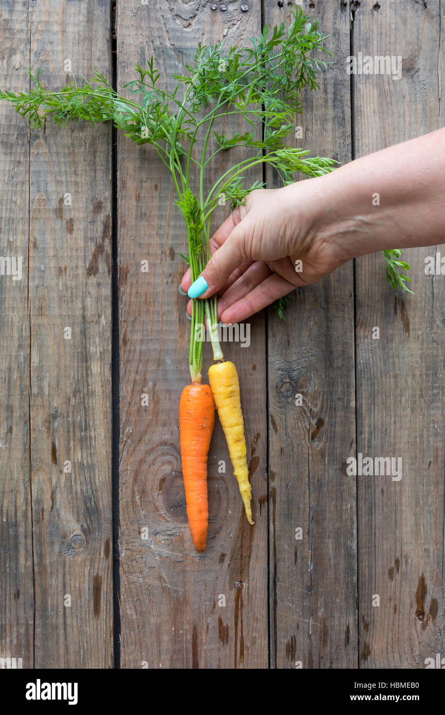 Fresh garden carrots in the hand Stock Photo - Alamy