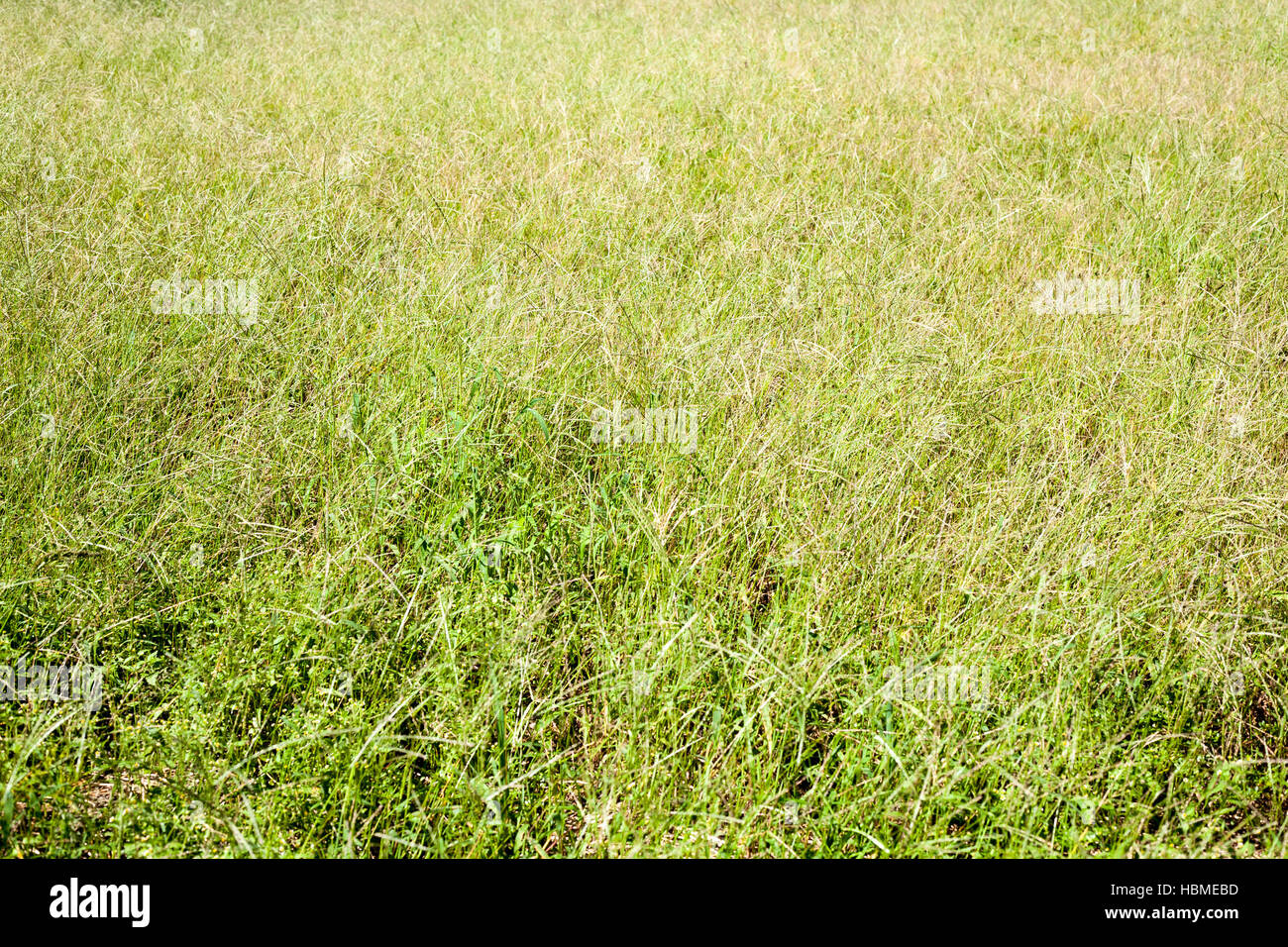 Seamless picture of weeds field, summer Stock Photo - Alamy