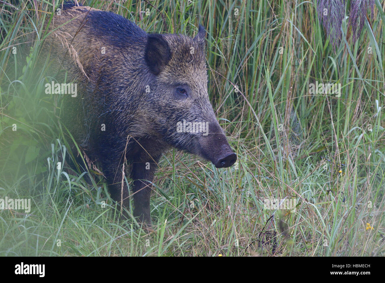 Jagdwild hi-res stock photography and images - Alamy