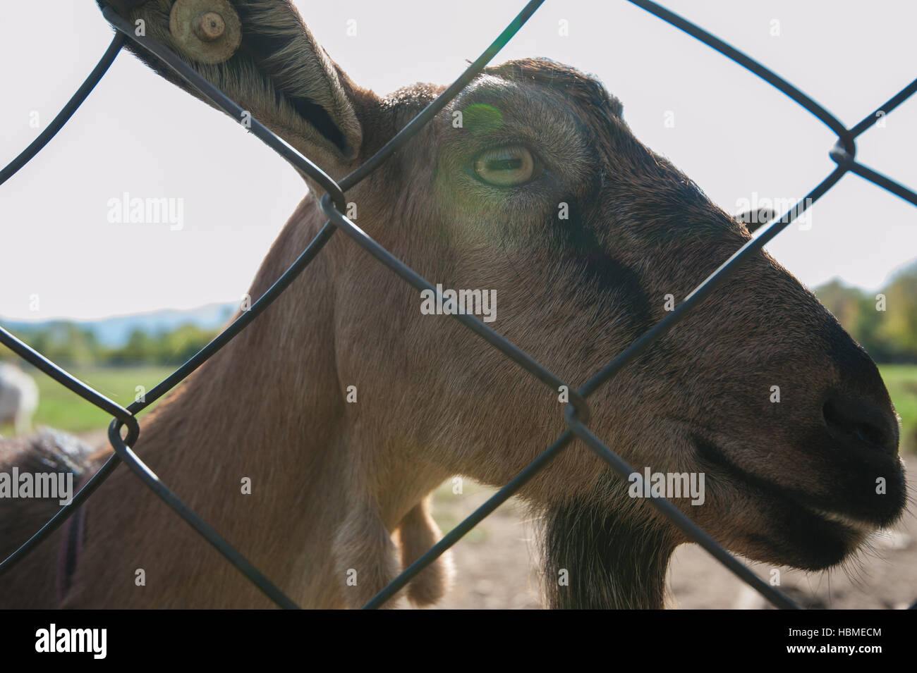 goat portrait closeup Stock Photo - Alamy