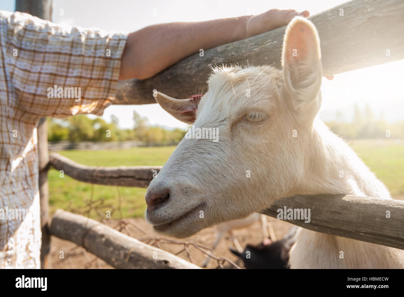 white goat closeup Stock Photo - Alamy