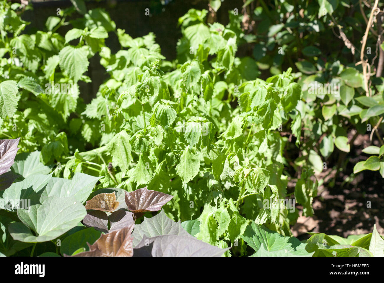 Withered Japanese basil bush also known as Shiso Stock Photo - Alamy