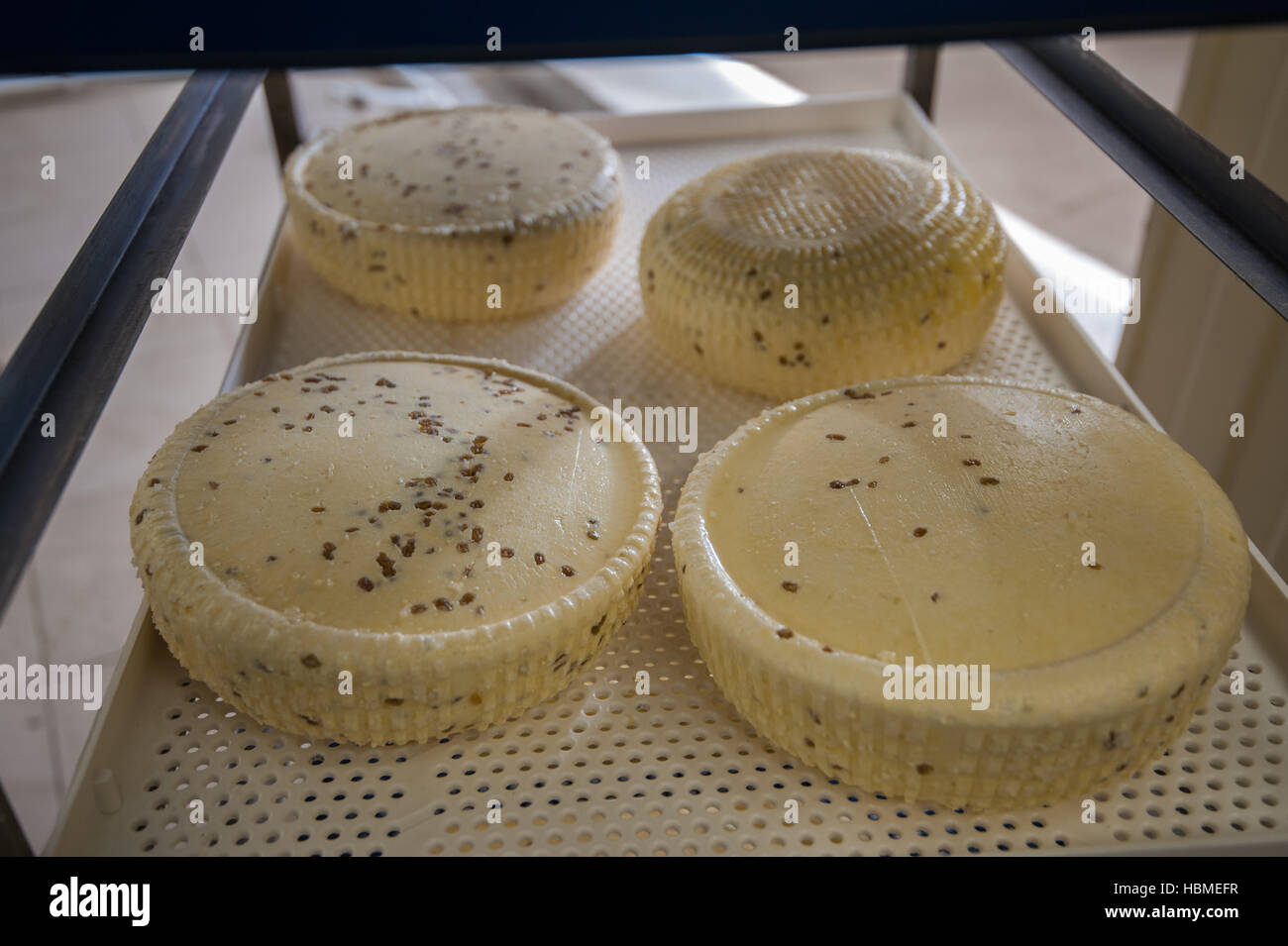 aging cheese heads Stock Photo - Alamy